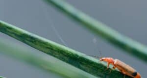 10 Red Beetles and Bugs You Should Know! - A-Z Animals