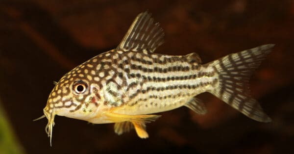 What Do Cory Catfish Eat? - A-Z Animals
