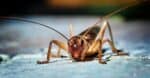 Cricket Vs Cockroach: What Are the Differences? - A-Z Animals