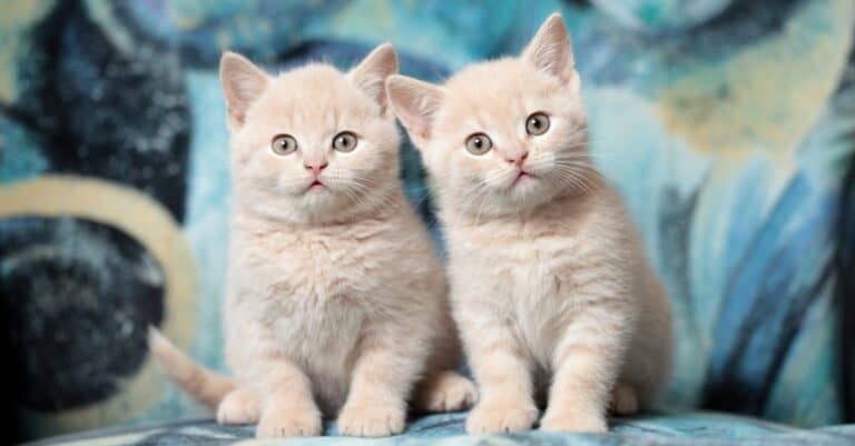 Male vs Female Cats: 4 Key Differences Explained - A-Z Animals
