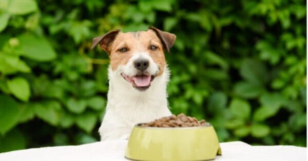 Can Dogs Eat Ground Beef (Raw or Cooked) Safely? - A-Z Animals
