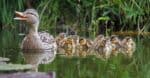 The Evolutionary Maze: How Female Ducks Use "Reverse-Spiral" Anatomy to ...