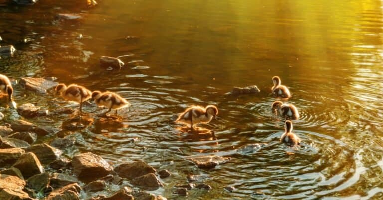 How to Care for a Baby Duck: 5 Steps to Take If You Encounter One - A-Z ...
