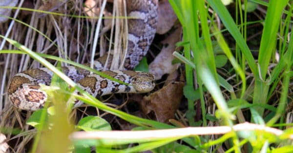 8 Snakes That Look Like Rattlesnakes (But Aren't) - A-Z Animals
