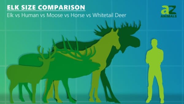 Elk Size Comparison: The Biggest Deer? - A-Z Animals