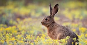 Hare Animal Facts - Lepus - A-Z Animals