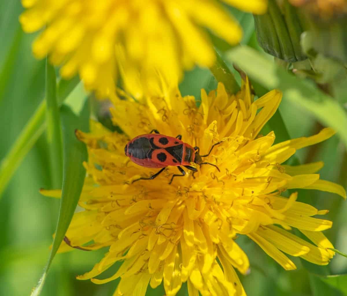 10 Red Beetles and Bugs You Should Know! - A-Z Animals