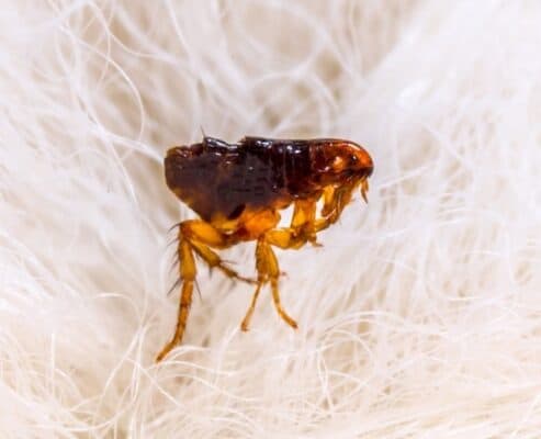 What Do Fleas Eat? 9 Foods They Consume - A-Z Animals