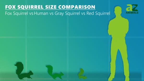 Fox Squirrel Size Comparison - A-Z Animals