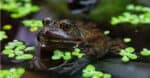 Pet Frogs: The Ultimate Guide to Caring For Your Pet Frog - A-Z Animals