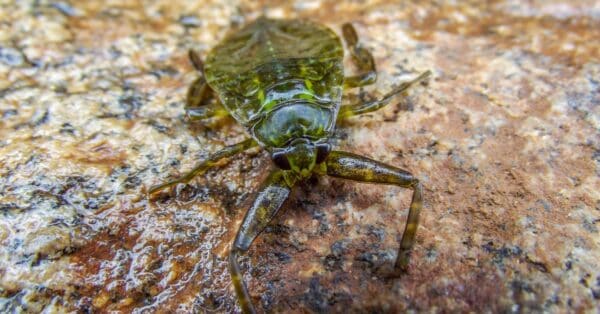 Discover the 10 Largest Animals in Georgia, and Where You'll Find Them ...