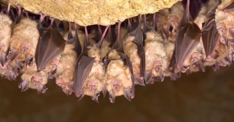 Where Do Bats Go in the Winter? - A-Z Animals