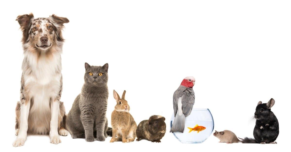 The Oldest Living Pets that are Still Alive Today! - A-Z Animals