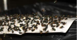 How to Get Rid of Flies Inside Your House Instantly - A-Z Animals