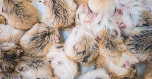 Hamster Gestation Period: How Long Are Hamsters Pregnant? - A-Z Animals