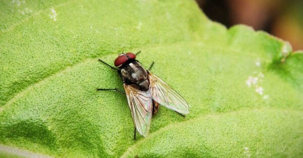 Fly Poop: Everything You've Ever Wanted to Know - A-Z Animals