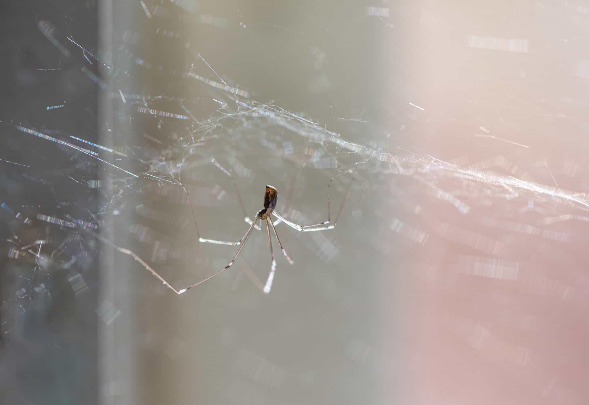 The 7 Types of Spider Webs and the Incredible Spiders That Make Them ...