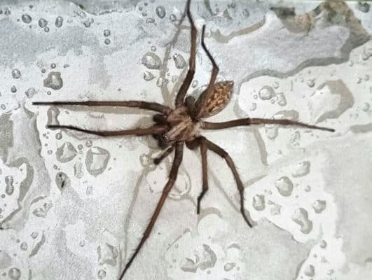 Giant House Spider Animal Facts - Eratigena atrica - A-Z Animals