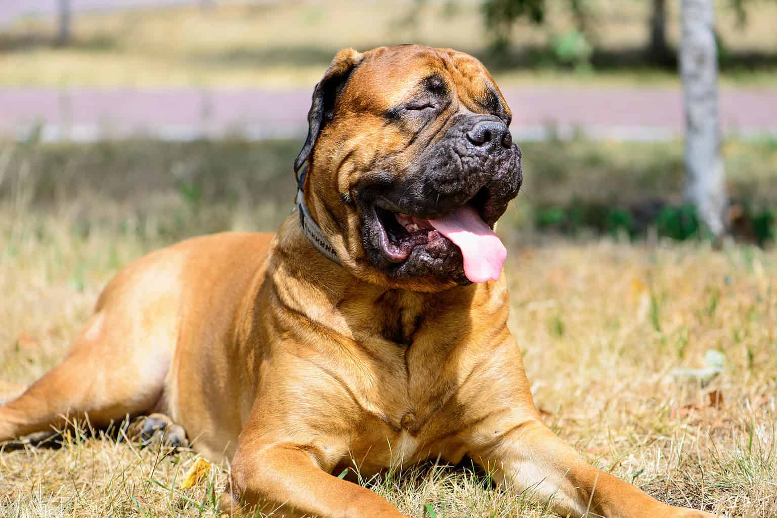 The Top 15 Aggressive Dog Breeds in 2024 - A-Z Animals