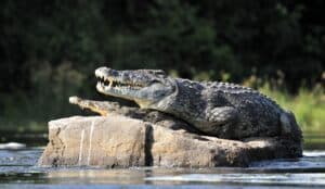 Nile Crocodile Animal Facts - Crocodylus niloticus - A-Z Animals