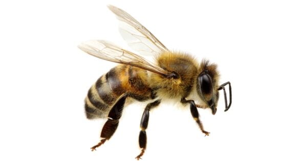 Bee Animal Facts - Hymenoptera - A-Z Animals