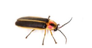 What Do Fireflies Eat? - A-Z Animals