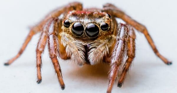 The Top 10 Fastest Spiders in the World - A-Z Animals