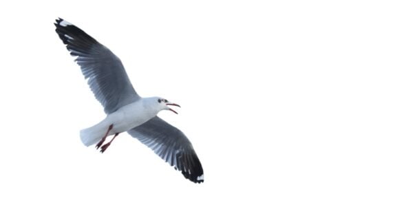 Seagull Animal Facts - Laridae - A-Z Animals