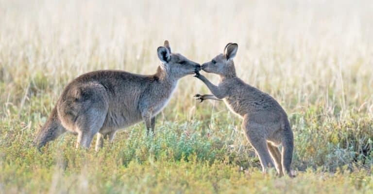Boxing Kangaroos: Why Do Kangaroos Box Each Other? - A-Z Animals
