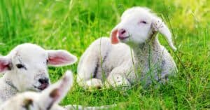 What Do Lambs Eat? Their Diet Explained - A-Z Animals