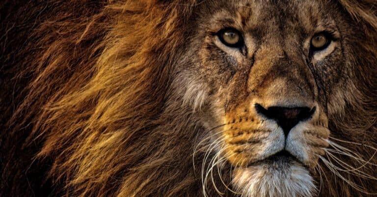 Lion Face: 5 Facts & 5 Images - A-Z Animals