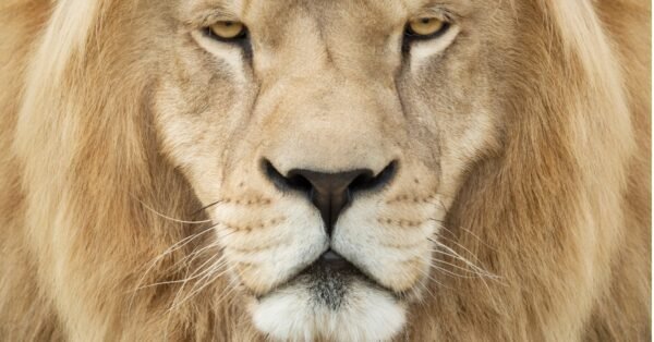 Lion Face: 5 Facts & 5 Images - A-Z Animals