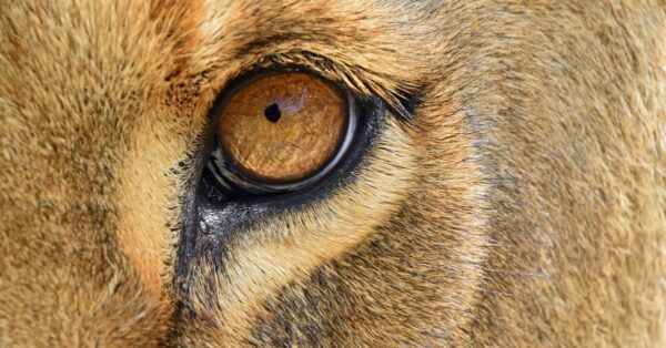 Lion Face: 5 Facts & 5 Images - A-Z Animals