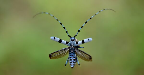 These Naturally Purple Animals Are Absolutely Stunning