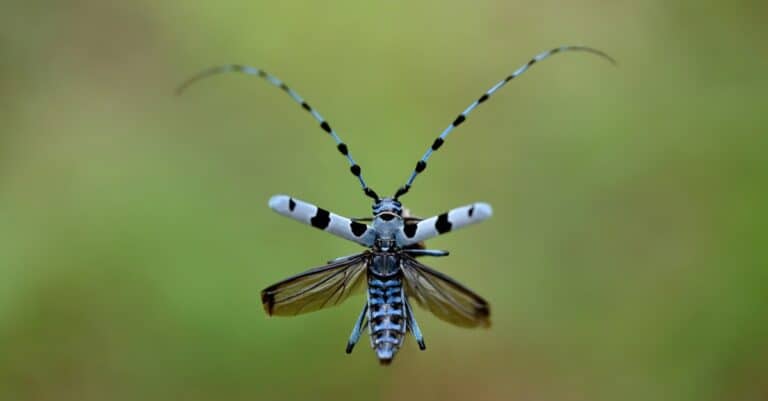 Not Just Birds: Here Are 8 Types of Animals with Wings - A-Z Animals