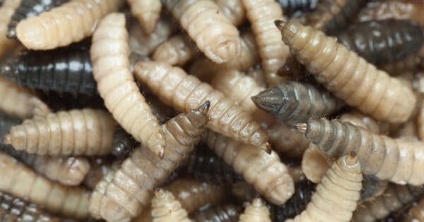 Maggot Insect Facts - Lucilia sericata - A-Z Animals