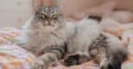 Discover 15 Tuxedo Cat Breeds: The Complete Guide - A-Z Animals