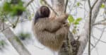 13 Animals That Have Glorious Manes (It's Not Just Lions!) - A-Z Animals