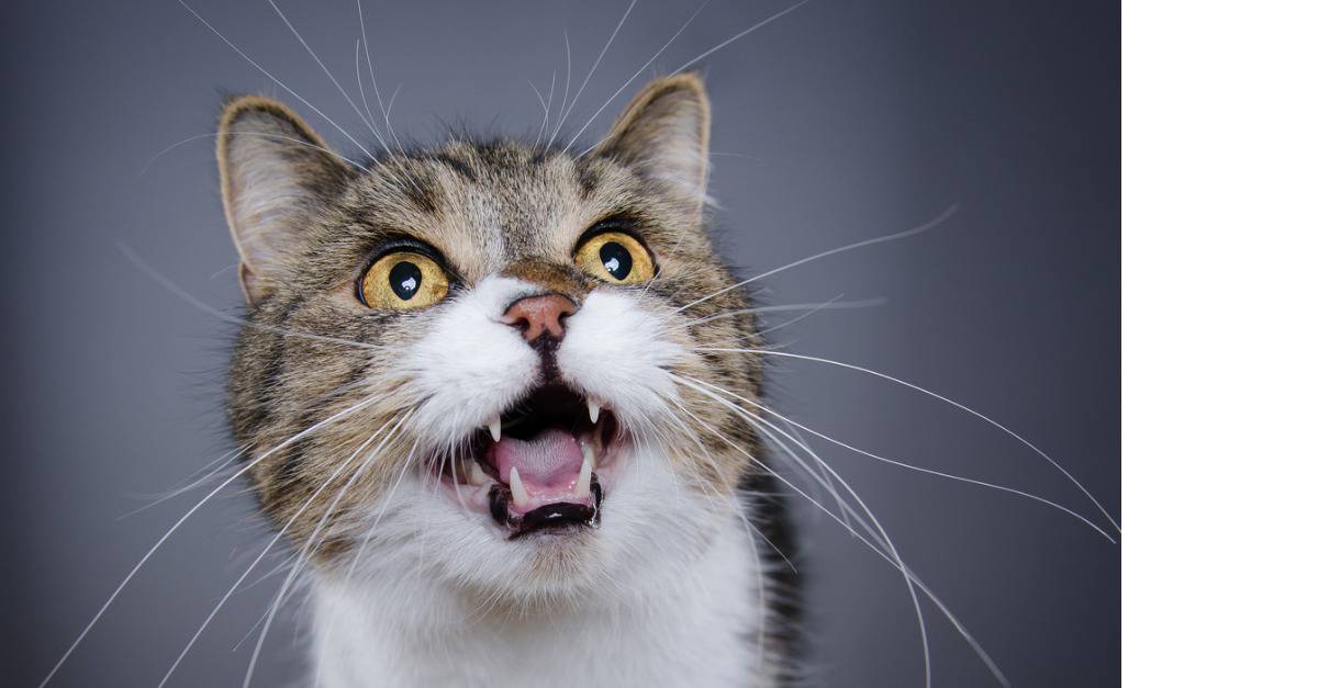 Do Cats Cry? Explore Different Meow Sounds and What They Mean - A-Z Animals