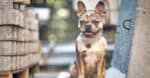What is a Merle Coat? - A-Z Animals