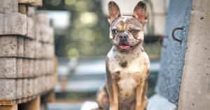 What is a Merle Coat? - A-Z Animals