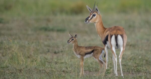 Gazelle Animal Pictures | A-Z Animals