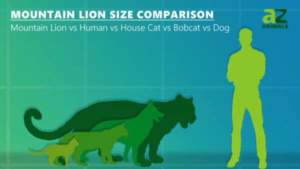 Mountain Lion Size Comparison: How Do They Compare to Humans? - A-Z Animals
