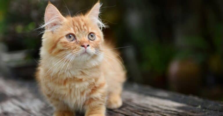 How Big Do Munchkin Cats Get? Average Size and Growth Milestones - A-Z ...