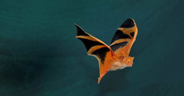 10 Lovely Orange Animals - A-Z Animals