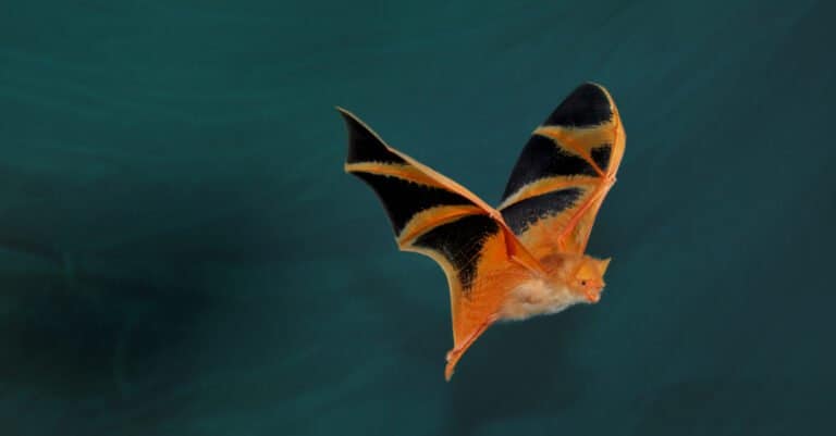 10 Lovely Orange Animals - A-Z Animals