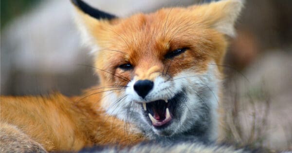 Fox Animal Pictures | A-Z Animals