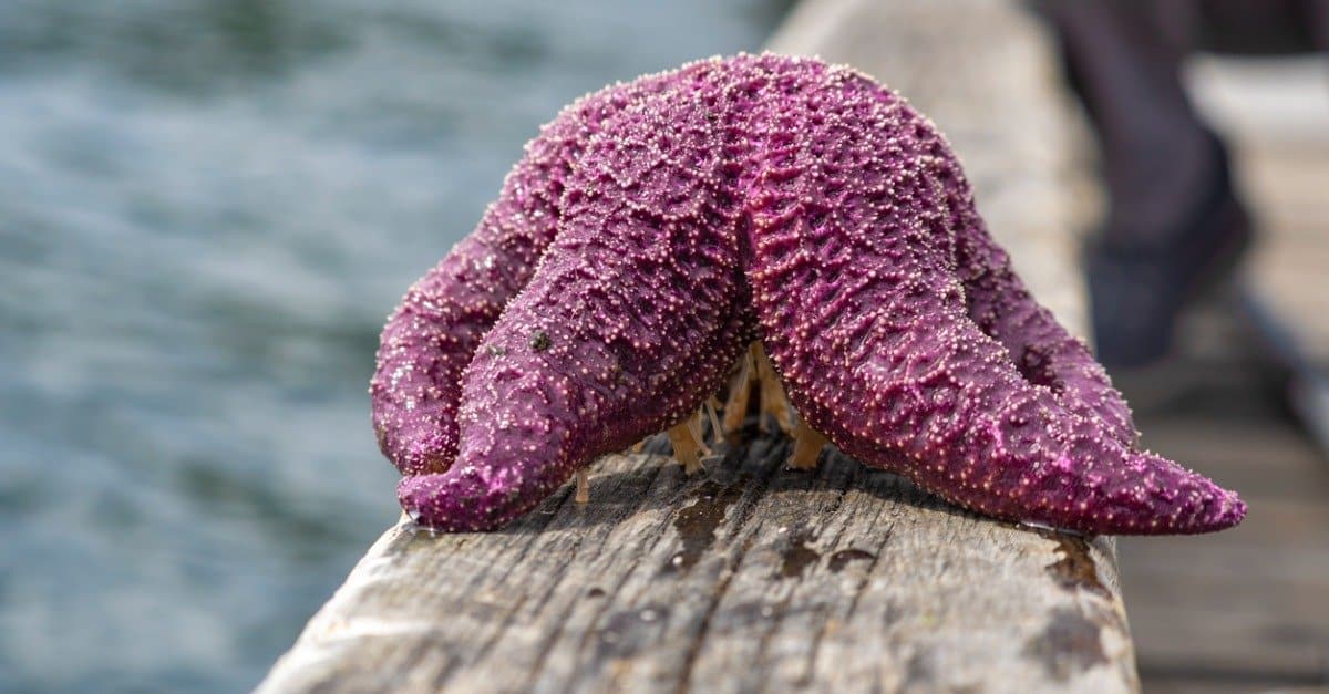 These Naturally Purple Animals Are Absolutely Stunning