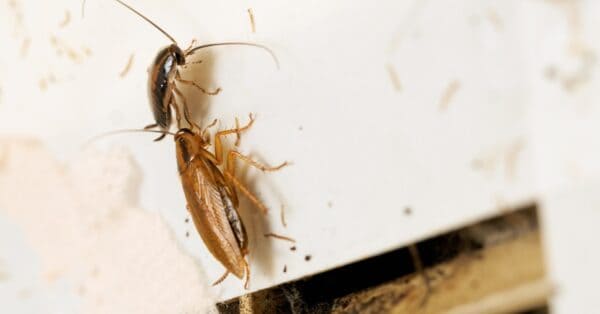 Baby Cockroach Vs Bed Bug: What Are the Differences? - A-Z Animals