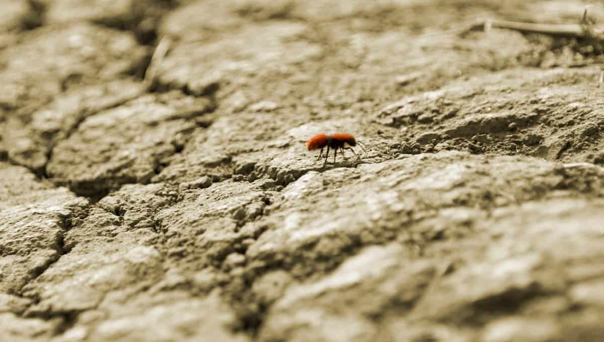 10 Red Beetles and Bugs You Should Know! - A-Z Animals